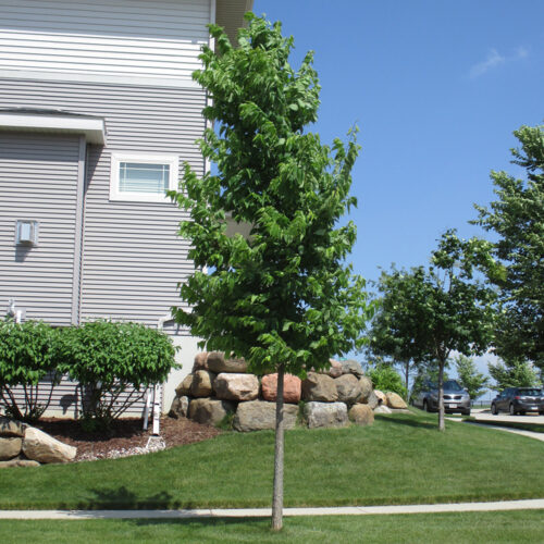 8 Great Columnar Trees for the Midwest - Fine Gardening