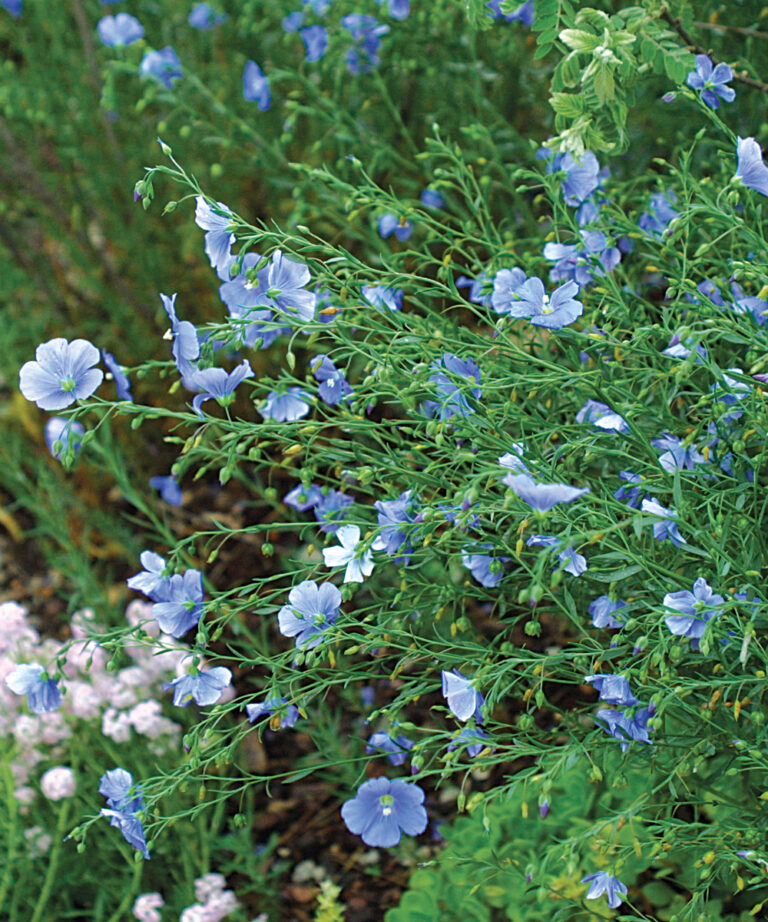 Peak-Season Perennials for the Southwest - Fine Gardening