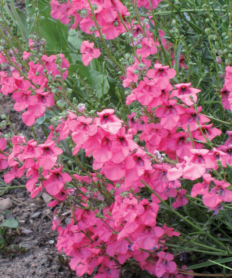 Peak-Season Perennials for the Southwest - Fine Gardening