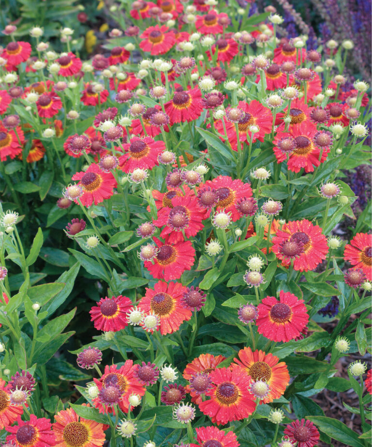 Peak-Season Perennials for the Northern Plains - Fine Gardening