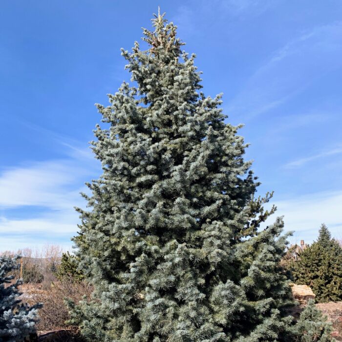 Native Tree Species for the Rocky Mountain Region - Fine Gardening
