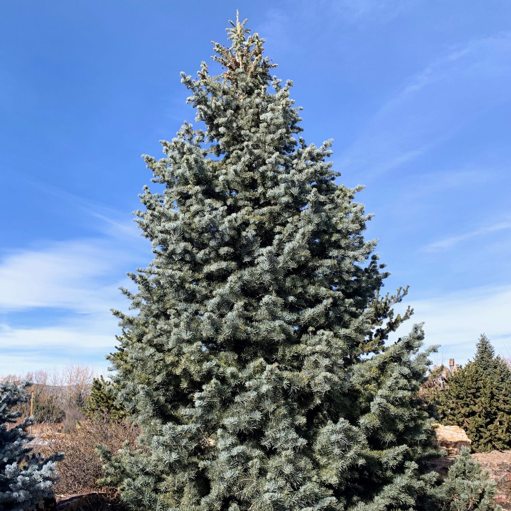 Native Tree Species for the Rocky Mountain Region - Fine Gardening