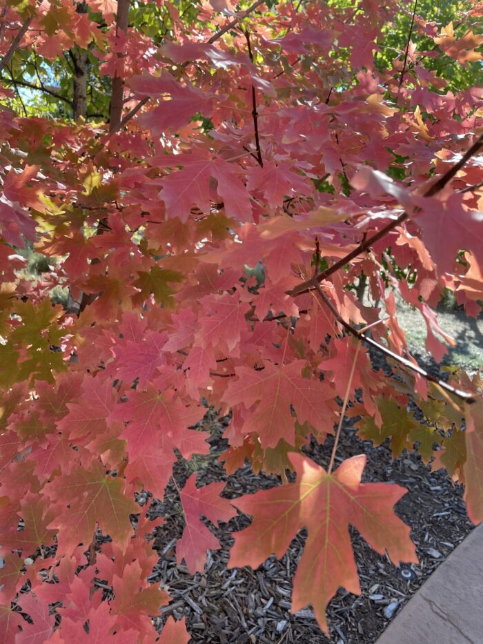 Native Tree Species for the Rocky Mountain Region - Fine Gardening
