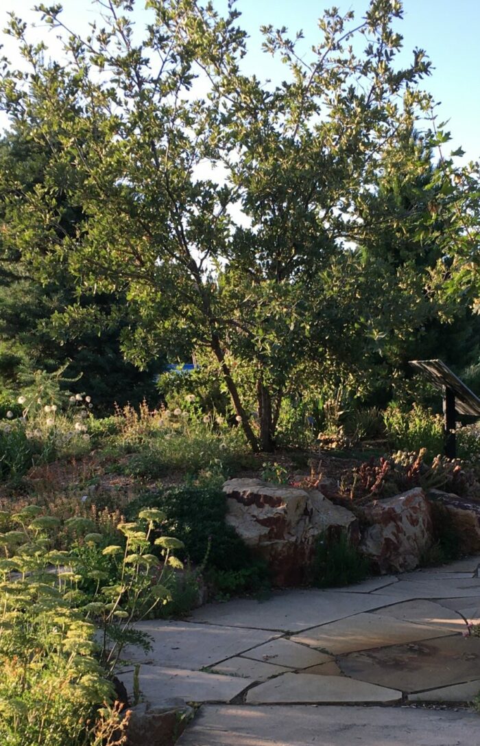 Native Tree Species for the Rocky Mountain Region - Fine Gardening