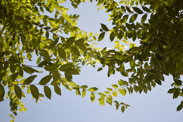 Planning a Firewise Landscape - Fine Gardening