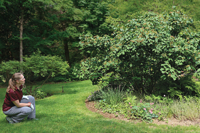 A Step-by-Step Guide to Pruning Viburnums - Fine Gardening