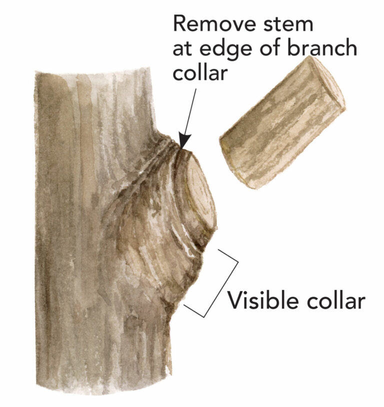 Basic Pruning Terms and Tools - Fine Gardening
