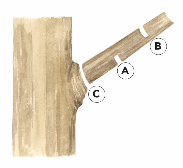 Basic Pruning Terms and Tools - Fine Gardening
