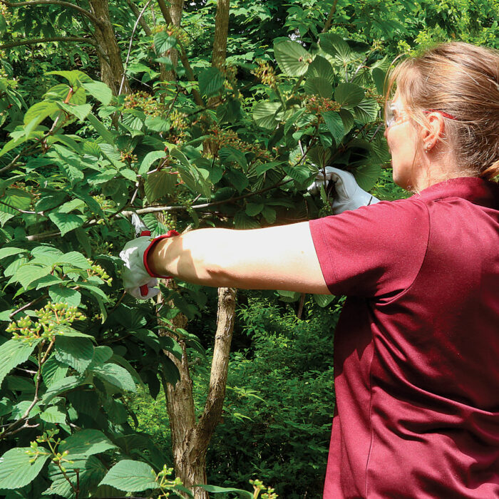 A Step-by-Step Guide to Pruning Viburnums - Fine Gardening