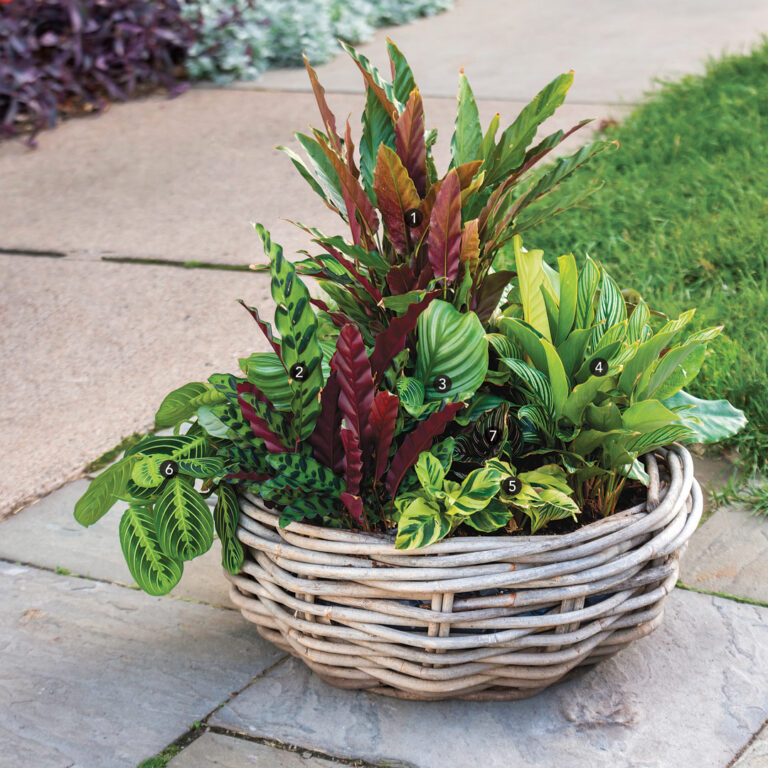 Over-the-Top Tropical Container Ideas - Fine Gardening