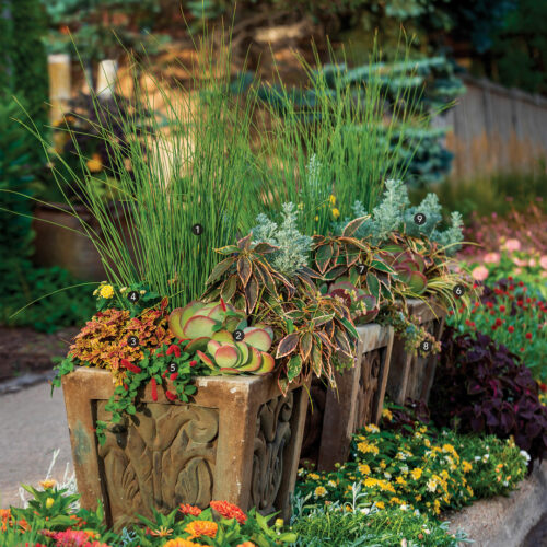 Over-the-Top Tropical Container Ideas - Fine Gardening