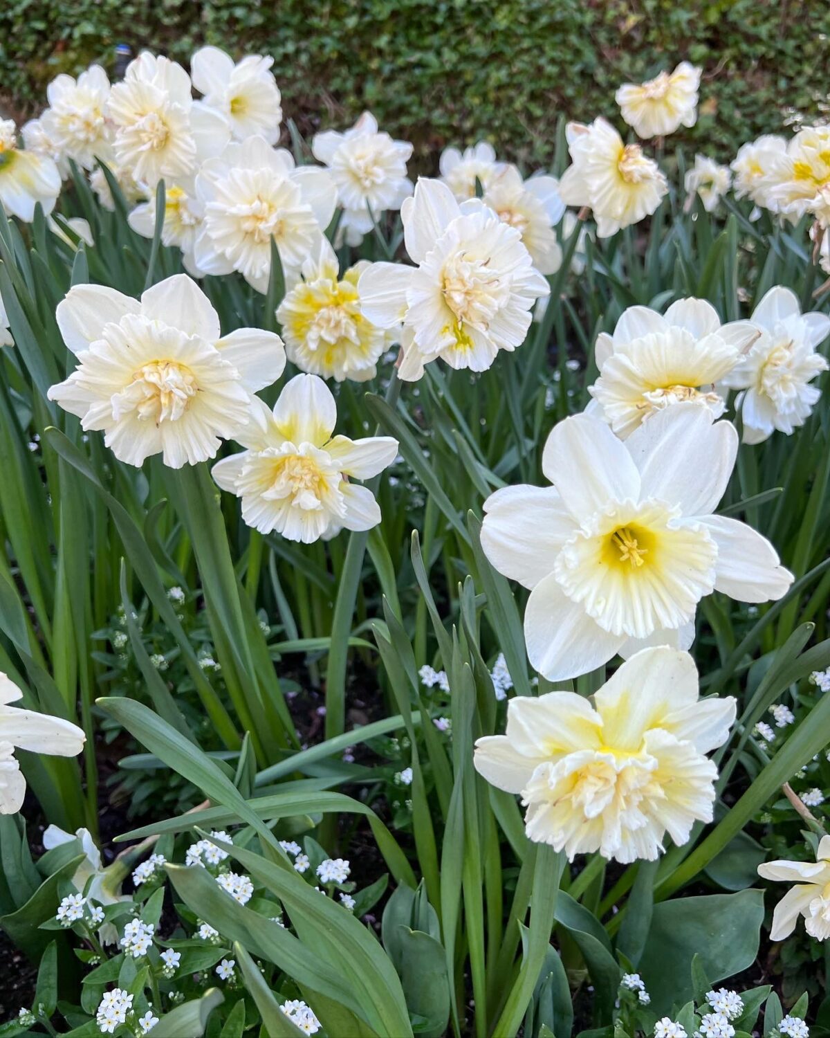 GPOD on the Road: Butchart Gardens Daffodils - Fine Gardening