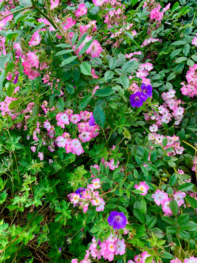 Glendon’s Rhode Island Garden - Fine Gardening