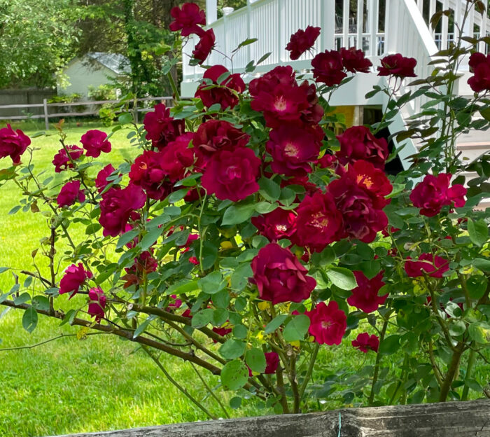 Roses from Patricia’s Garden - Fine Gardening