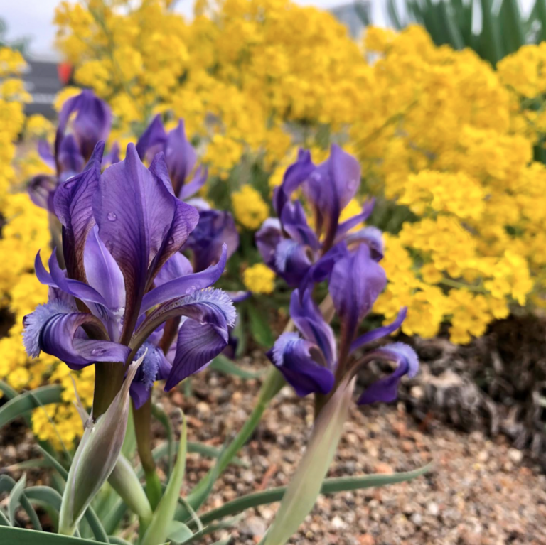 Rock Gardening in Missouri - Fine Gardening