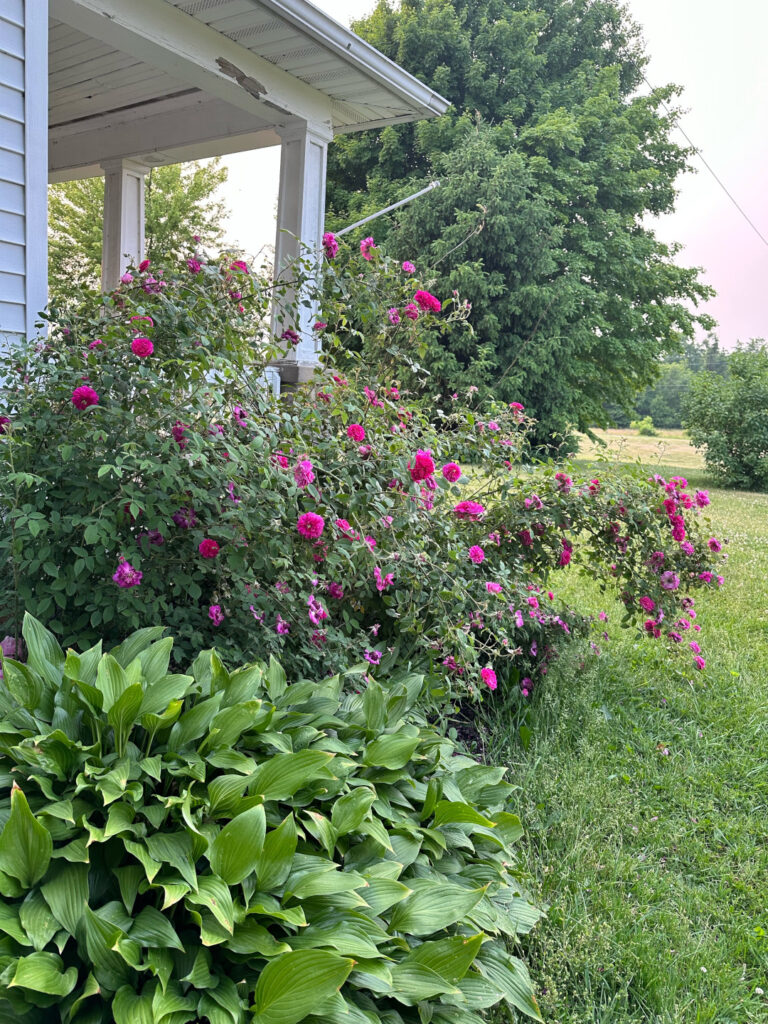 An Heirloom Rose Bush - Fine Gardening