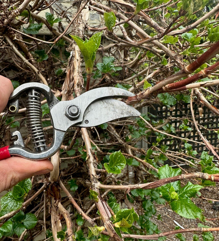 Tips For Pruning Climbing Hydrangea Fine Gardening