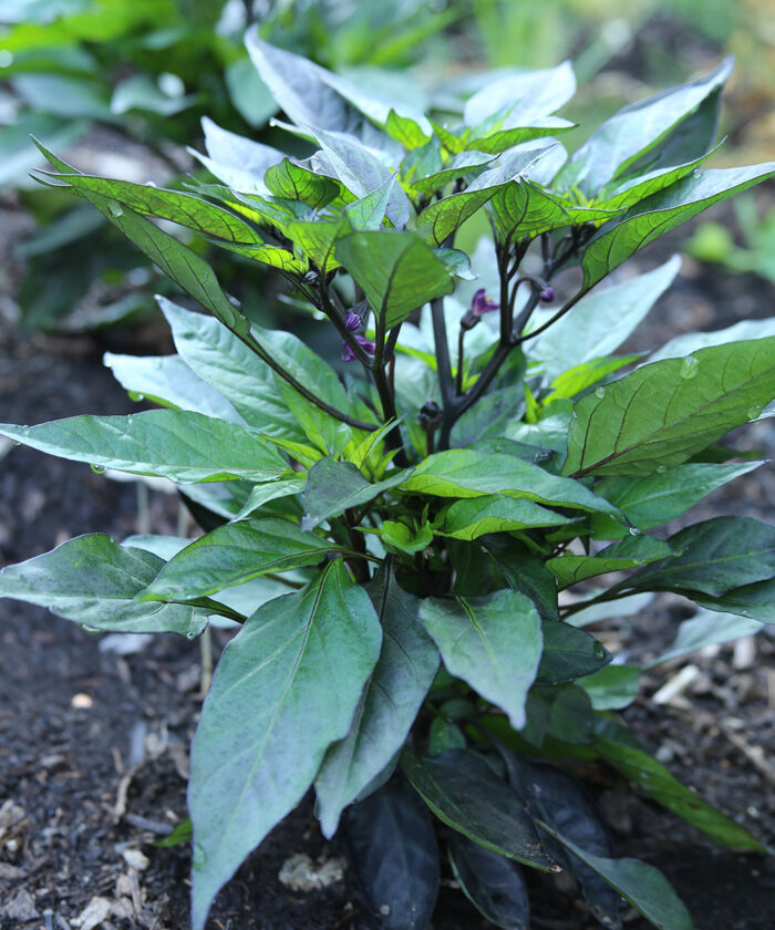 Tips to Keep a Vegetable Garden Healthy and Productive in the Midwest ...