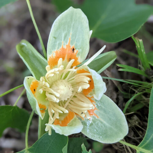 7 Simple Ways to Help Pollinators - Fine Gardening