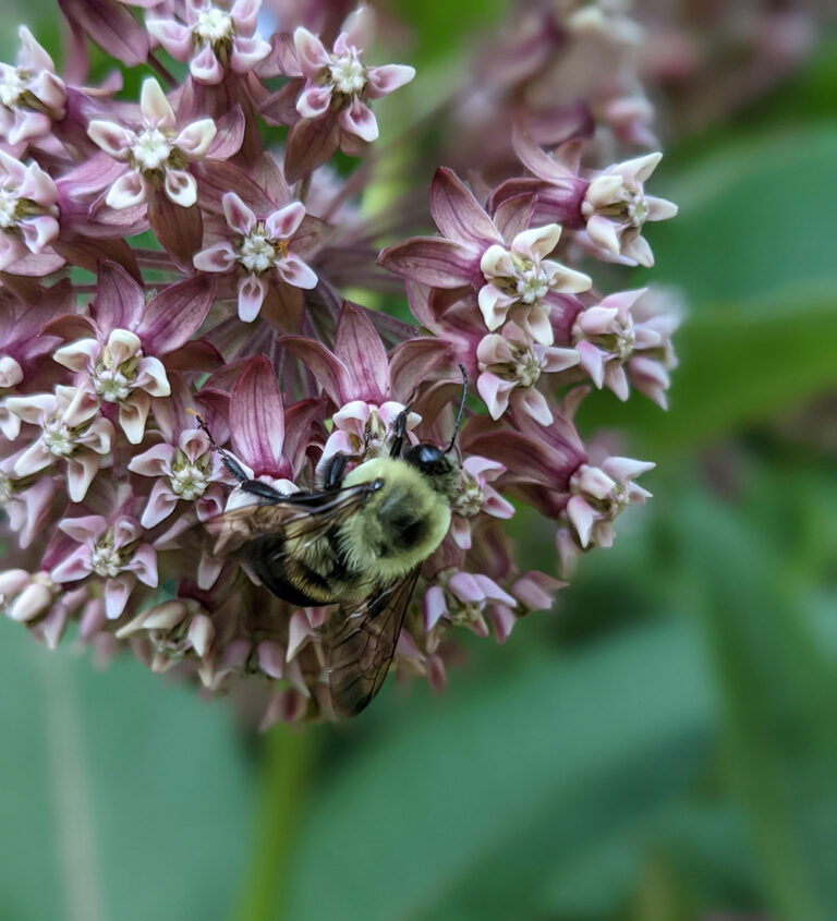 7 Simple Ways to Help Pollinators - Fine Gardening