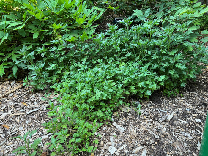 Do You Dare to Try the “Chelsea Chop”? - Fine Gardening