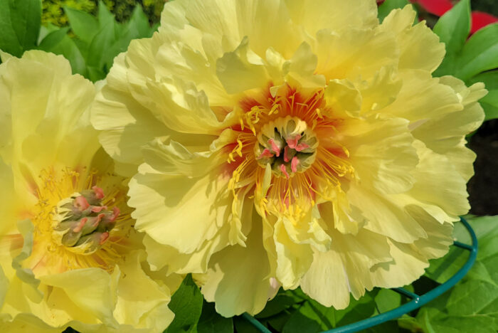 Jewel’s Peony Collection - Fine Gardening