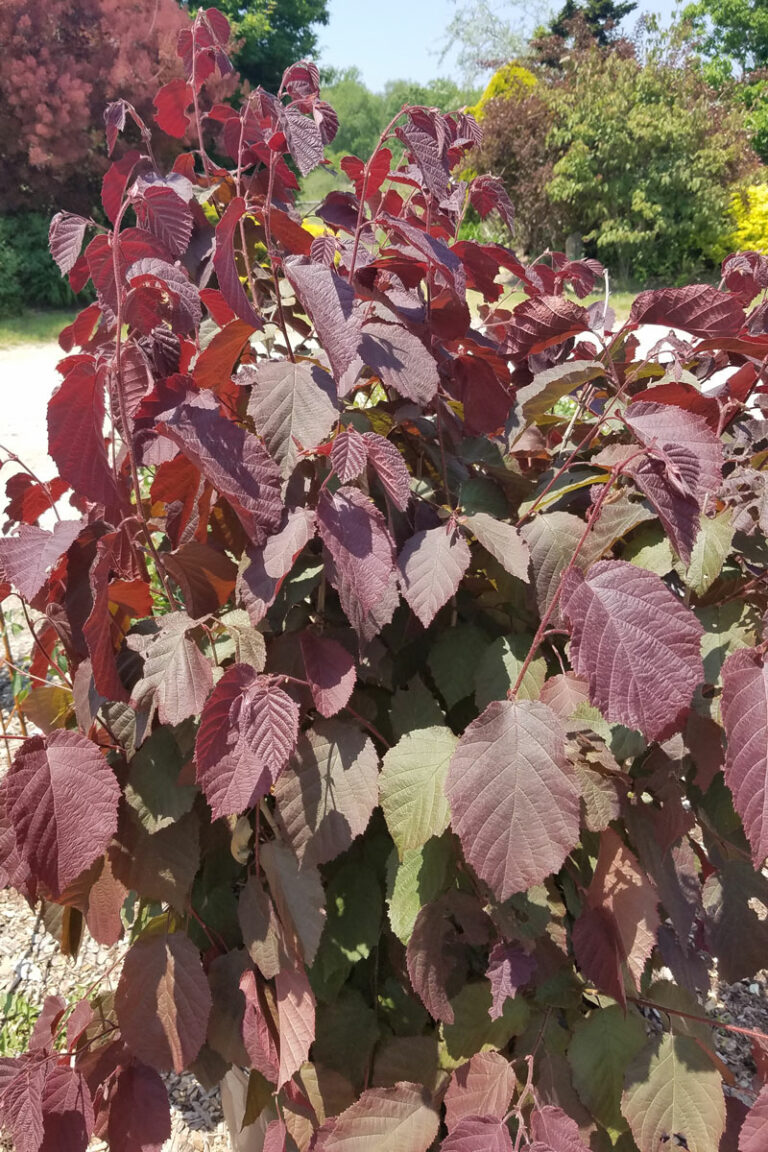 Episode 137: Field Trip to The Farmer’s Daughter Nursery - Fine Gardening