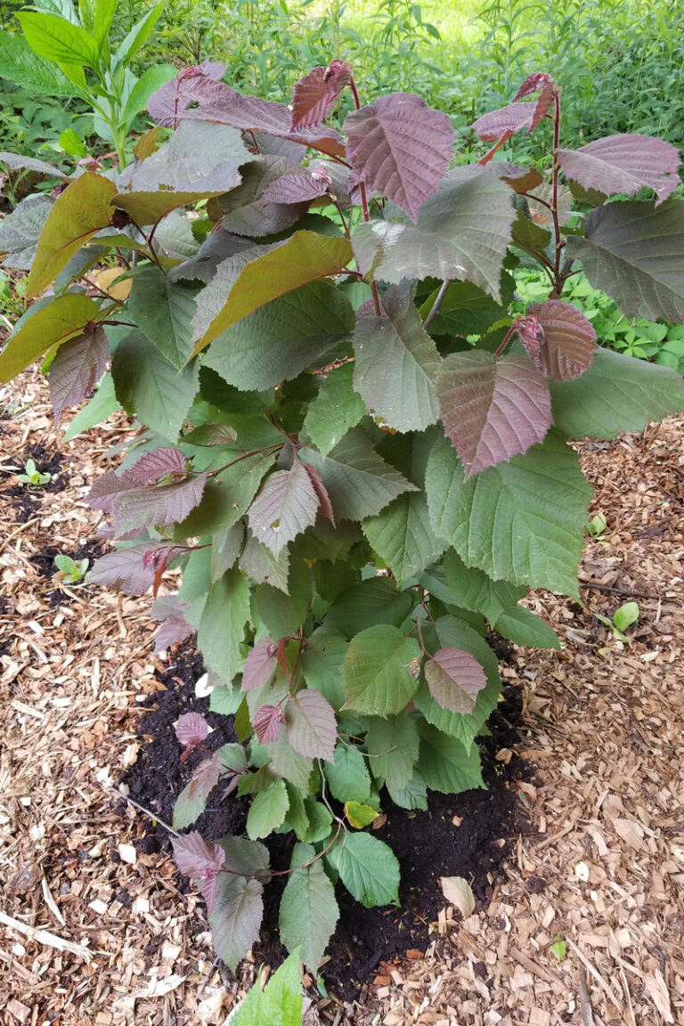 Episode 137: Field Trip to The Farmer’s Daughter Nursery - Fine Gardening