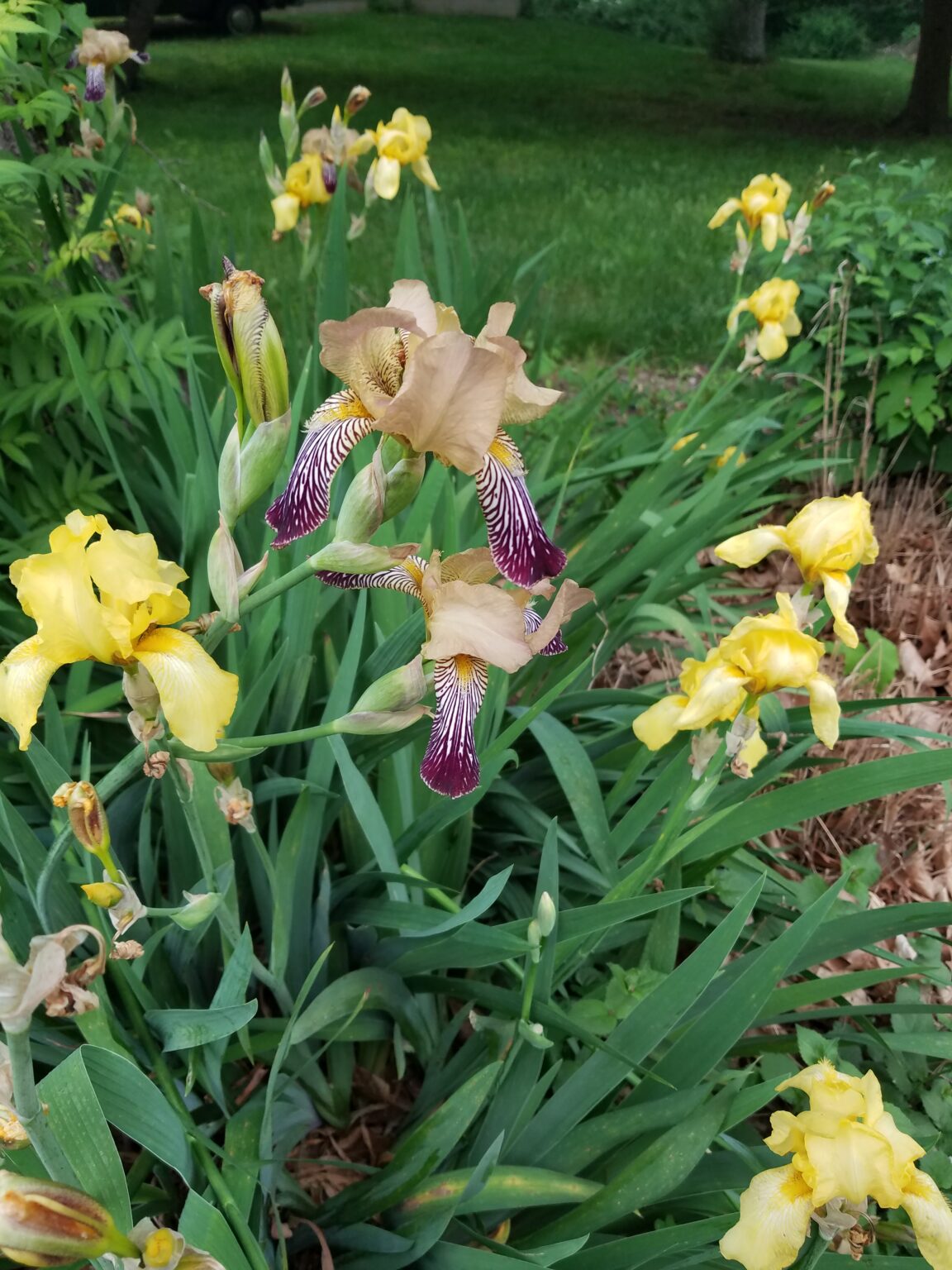 Episode 138: Water-Wise Perennials - Fine Gardening