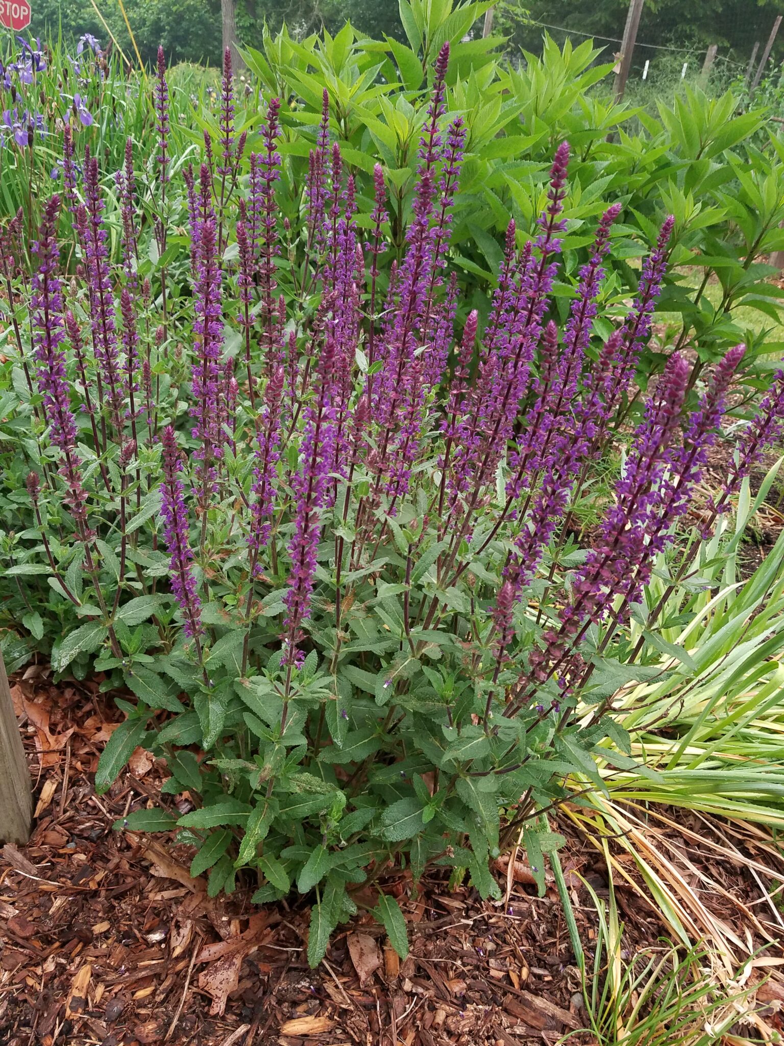 Episode 138: Water-Wise Perennials - Fine Gardening