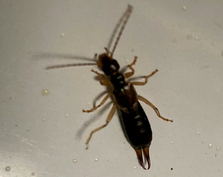 European Earwigs: How to ID Them, Spot Their Damage, and Protect Your ...