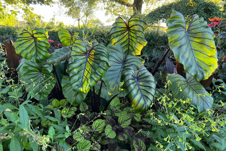 The Best Colocasias to Add Tropical Flair to Your Summer Garden - Fine ...