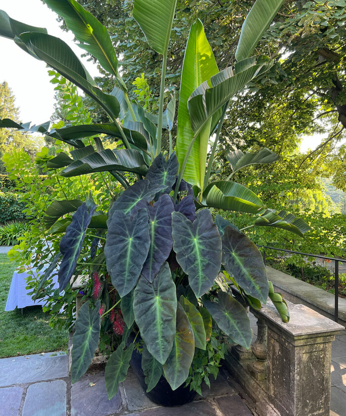 The Best Colocasias to Add Tropical Flair to Your Summer Garden - Fine ...