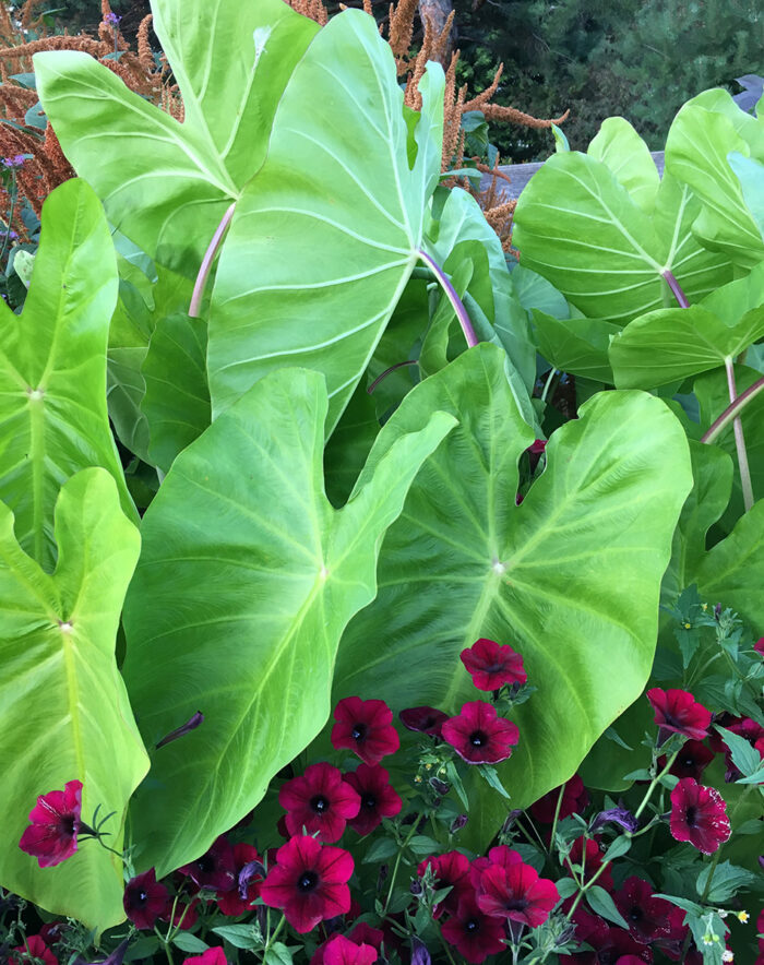 The Best Colocasias to Add Tropical Flair to Your Summer Garden - Fine ...