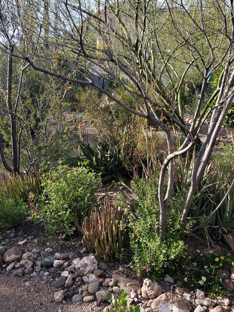 Trees That Create Light Shade in the Southwest - Fine Gardening