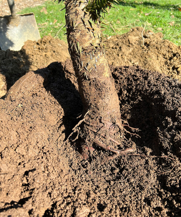 Two Tree-Planting Pitfalls to Avoid - Fine Gardening