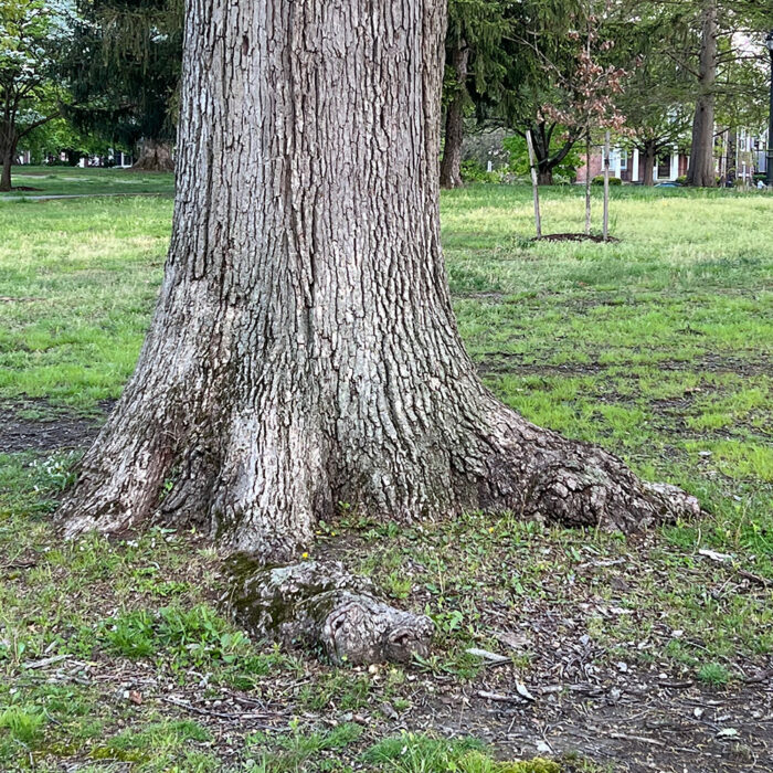 Two Tree-Planting Pitfalls to Avoid - Fine Gardening