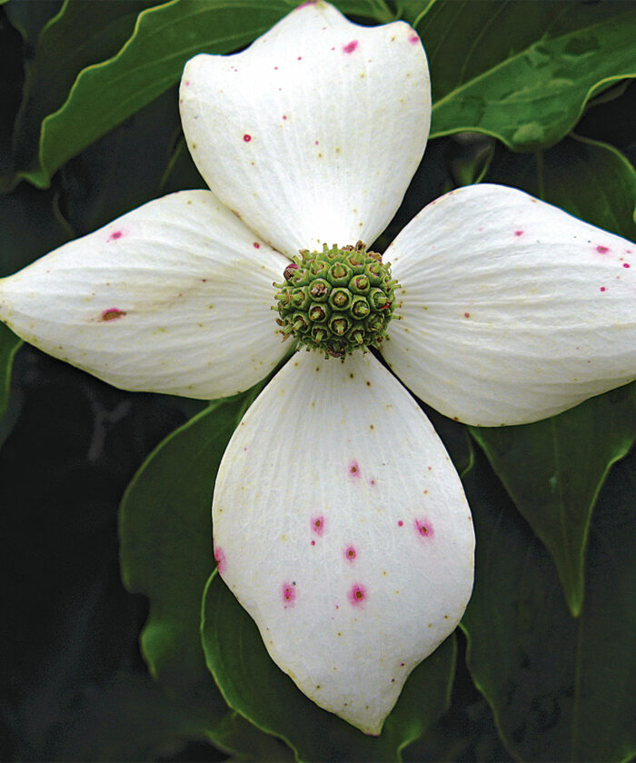 Dogwood ( Cornus spp. and cvs., Zones 3–9)