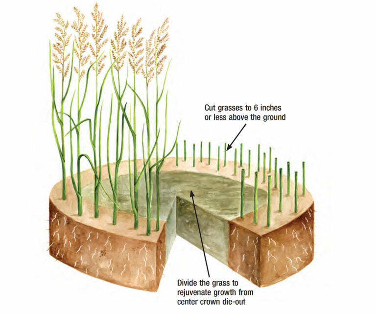 A Guide to Growing Reed Grasses: Best-Performing Varieties and Care ...