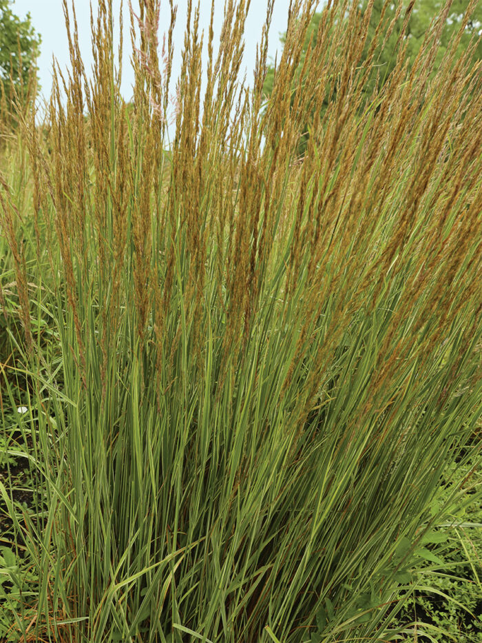 A Guide to Growing Reed Grasses: Best-Performing Varieties and Care ...