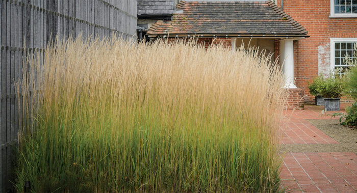 A Guide to Growing Reed Grasses: Best-Performing Varieties and Care ...