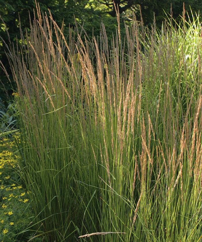 A Guide To Growing Reed Grasses Best Performing Varieties And Care Fine Gardening