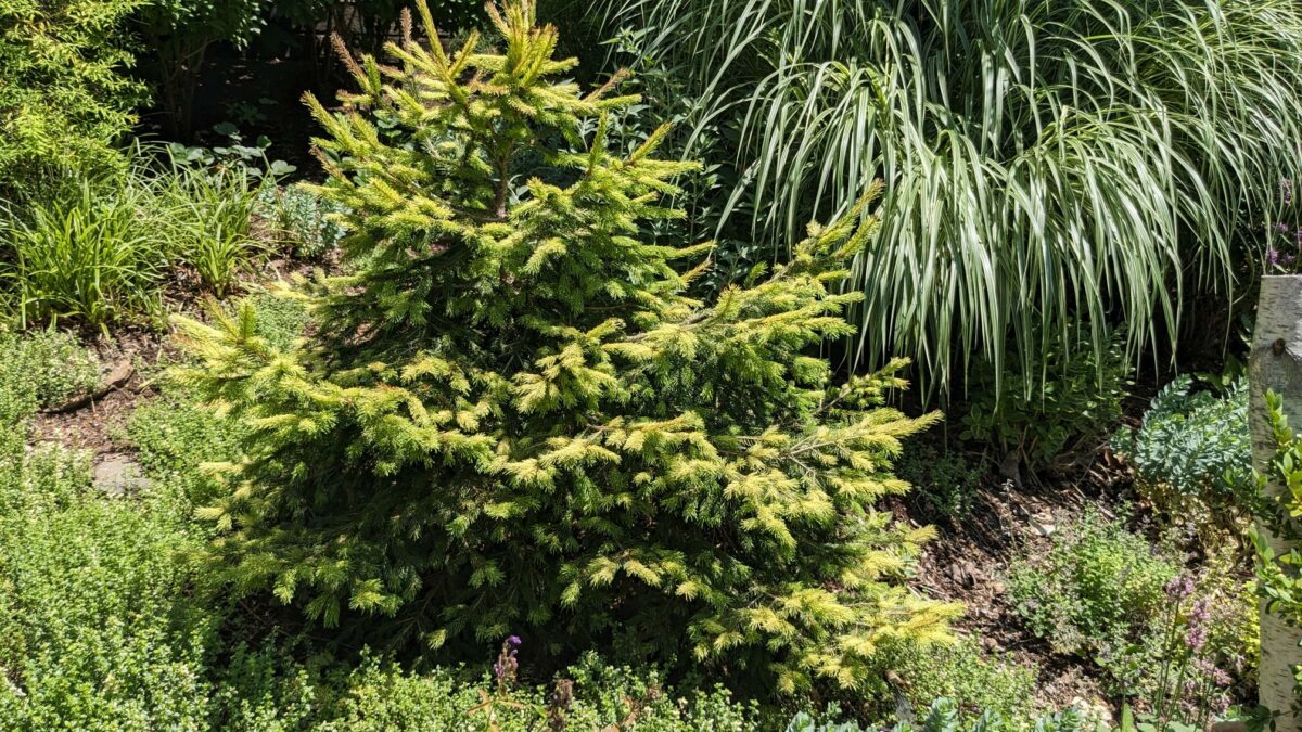 Episode 140: Listener Q & A - FineGardening