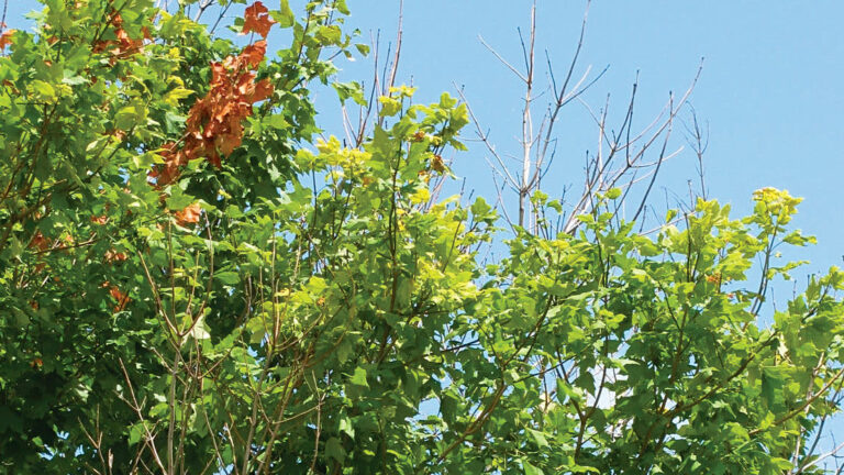 How to Treat Verticillium Wilt - Fine Gardening