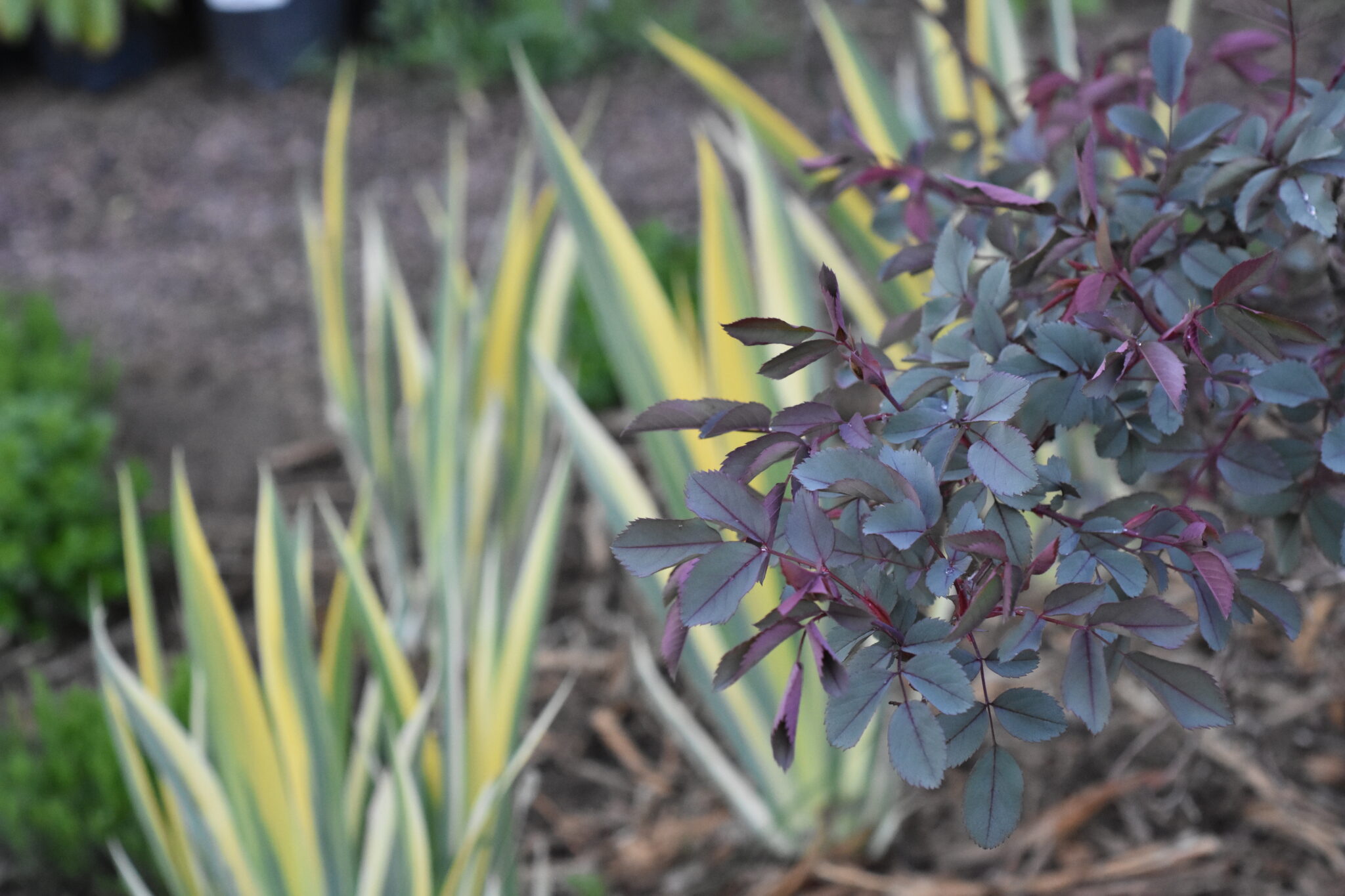 Perfect Plant Combinations for the Mountain West - Fine Gardening