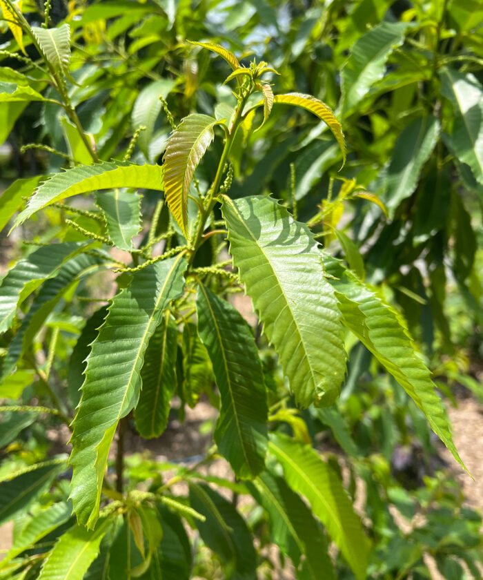 The Current State of American Chestnut Tree Conservation - Fine Gardening