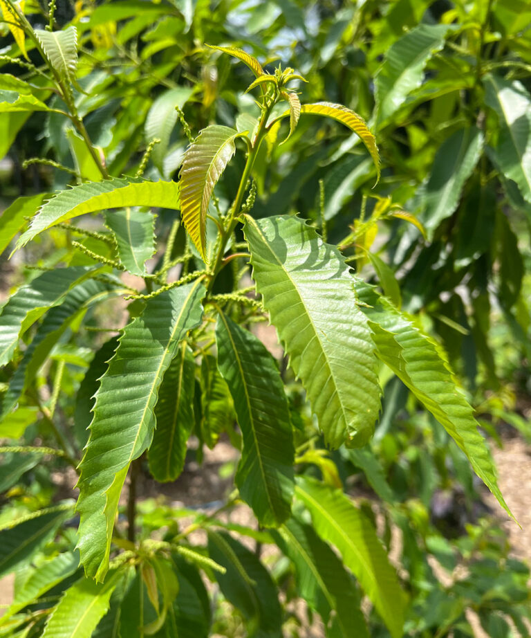The Current State of American Chestnut Tree Conservation - Fine Gardening