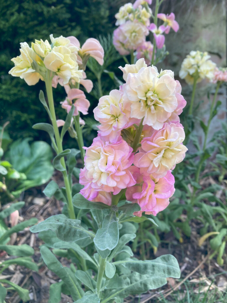 Melina’s Seattle Area Garden - Fine Gardening