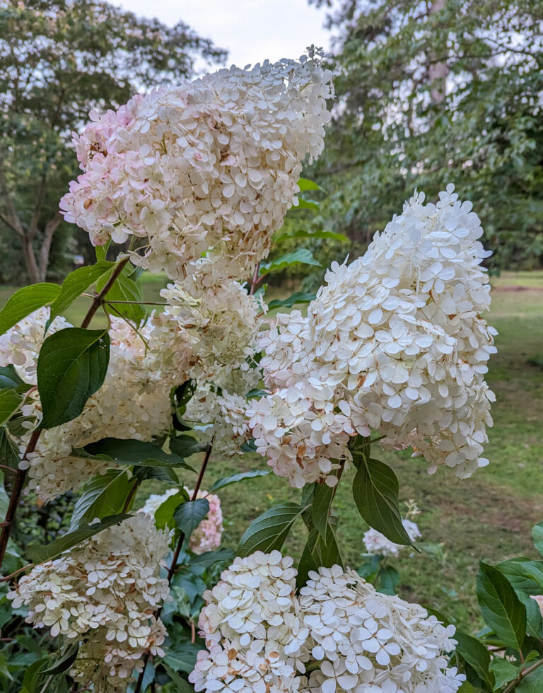 Episode 141: Summer Color - Fine Gardening