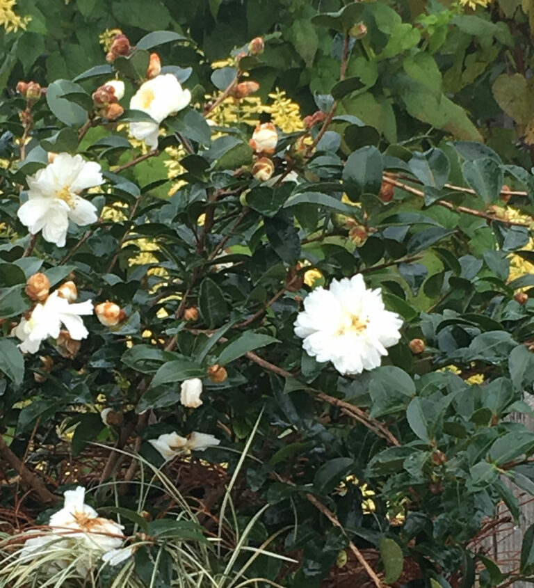 5 Gorgeous Camellias for Sun - Fine Gardening